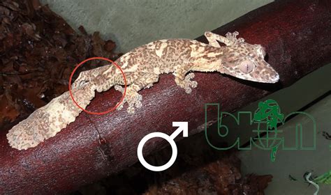 Henkels Leaf Tailed Gecko Uroplatus Henkeli Bion Terrarium Center