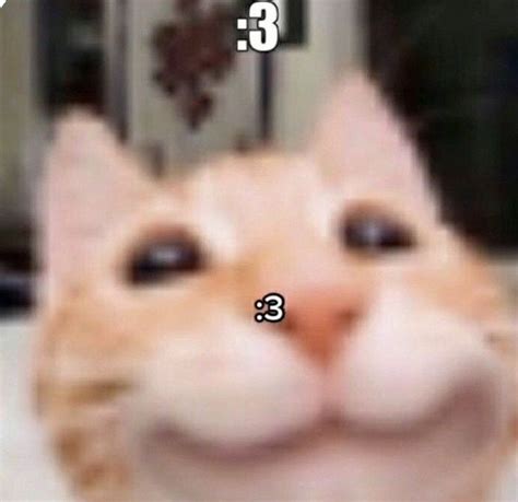 A Compilation Of The Funniest Feline Moments Silly Cat Doodles