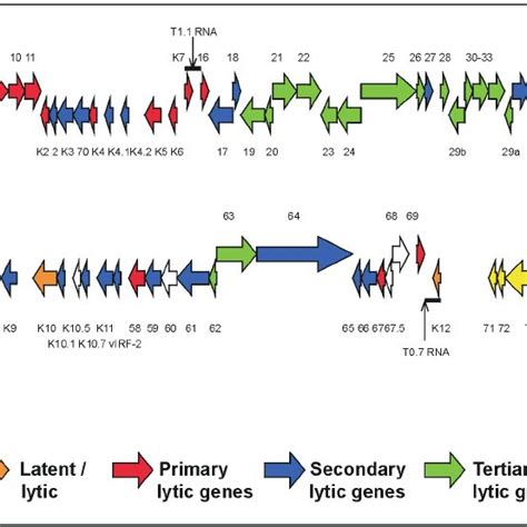 Map Of The Kshv Genome Updated From Reference 35 Each Orf Is Color