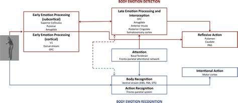 Frontiers Attention And Awareness Each Influence Amygdala Activity