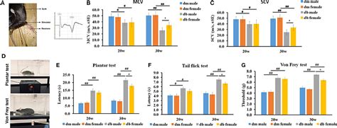 Frontiers Influence Of Sex On Cognition And Peripheral Neurovascular