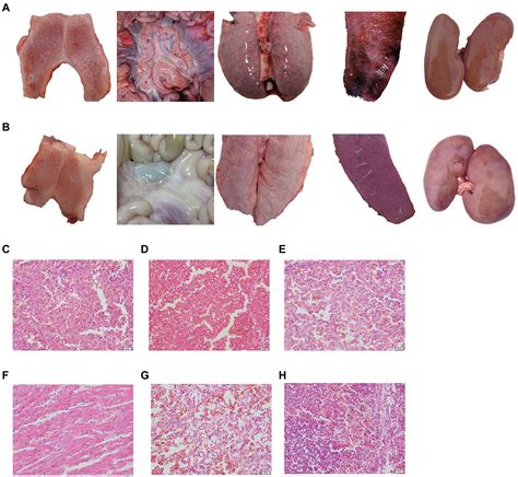 Frontiers Immunogenicity Of The Recombinant Adenovirus Fusion