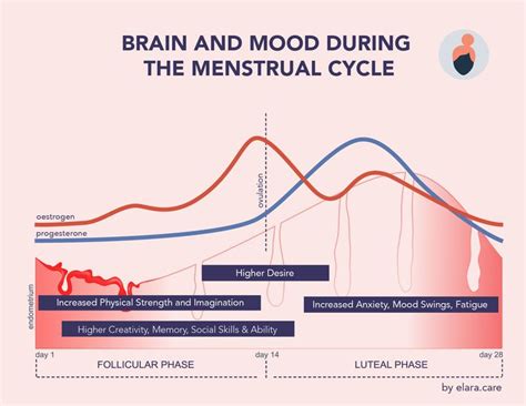 Brain And Mood During The Menstrual Cycle In 2021 Hormones Menstrual