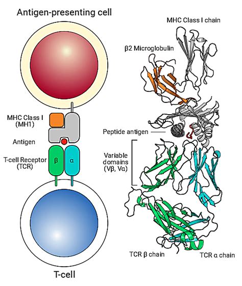 A Sequencing Approach To T Cell Receptor Antigen Recognition 10x Genomics