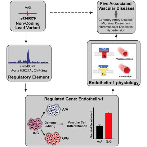 A Genetic Variant Associated With Five Vascular Diseases Is A Distal