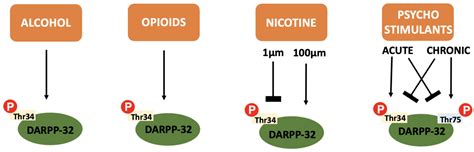 Neurosci Free Full Text Exploring The Role Of Darpp 32 In Addiction