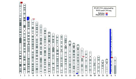 Locations Of P Lp Cnvs Identified By Wes And Or Cnvseq Cnv Copy