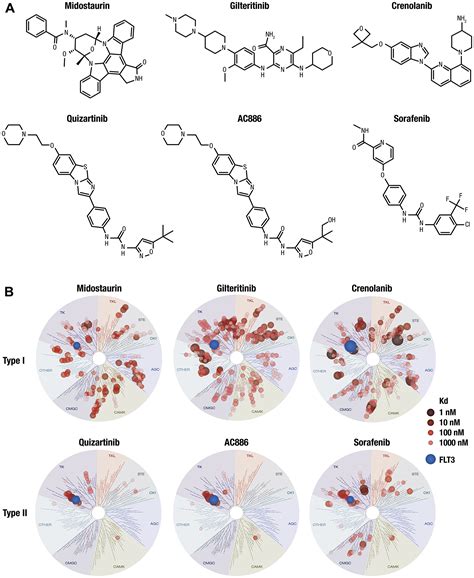 Oncotarget Quizartinib A Selective Flt3 Inhibitor Maintains