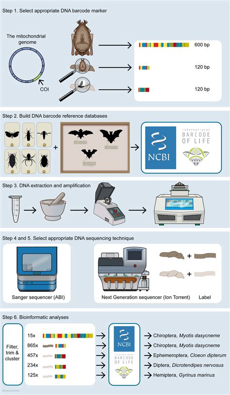 Six Main Steps Of Dna Barcoding And Metabarcoding Download