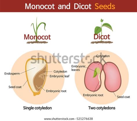 Monocot Dicot Seed Structure 10 Differences Examples 55 Off