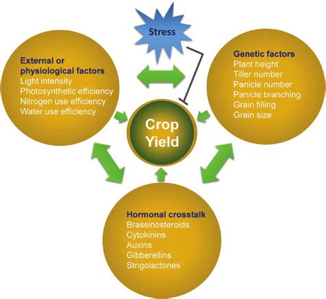 Schematic Representation Of Factors Determining Crop Yield In Rice The