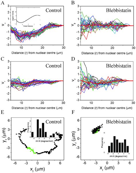 Azimuthal And Radial Velocity Of Actin Flow For Cells Plated On