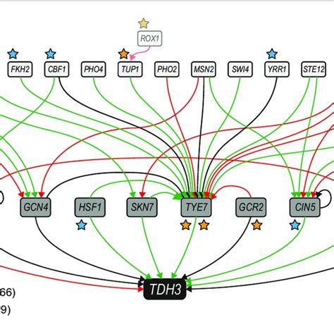 Mutations Mapping To A Predicted Tdh3 Regulatory Network The Network