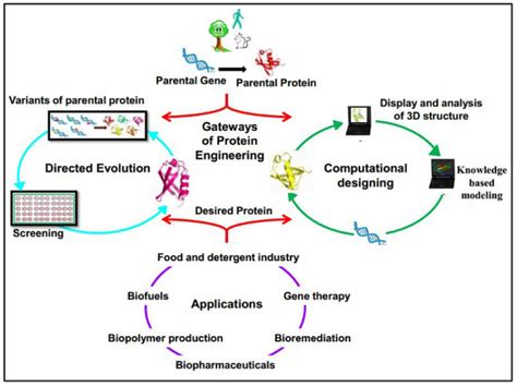 Protein Engineering In Biotechnology Pdf At Eugene Sims Blog