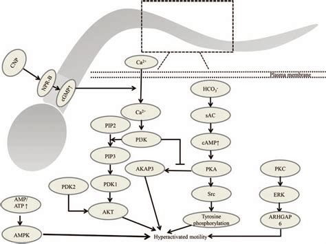 Signaling Pathways Of Human Sperm Hyperactivation Akap3 A Kinase