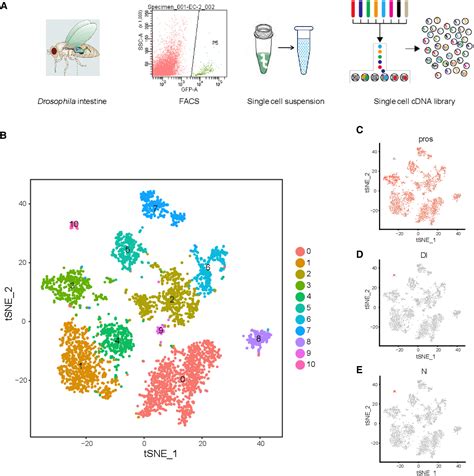 Figure 1 From The Cellular Diversity And Transcription Factor Code Of