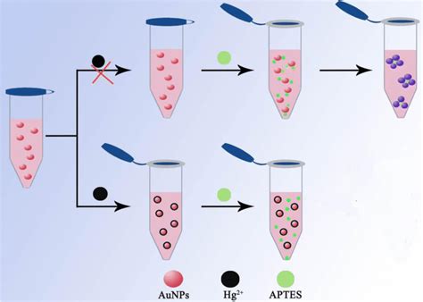 Schematic Illustration Of Colorimetric Detection Of Hg²⁺ Based On Gold