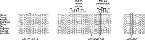 Promoter Sequence Alignments And Transcription Factor Binding Sites