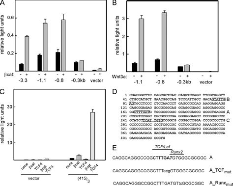 Direct Interactions Of Runx2 And Canonical Wnt Signaling Induce Fgf18