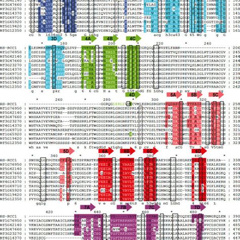 Sequence Alignment Of Human Rcc1 And Putative Arabidopsis Homologues