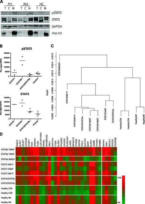 Stat5b Is Phosphorylated And Localized In The Nucleus Leading To