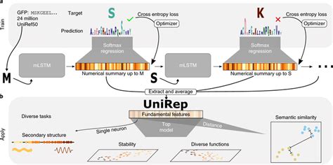 Workflow To Learn And Apply Deep Protein Representations A Unirep