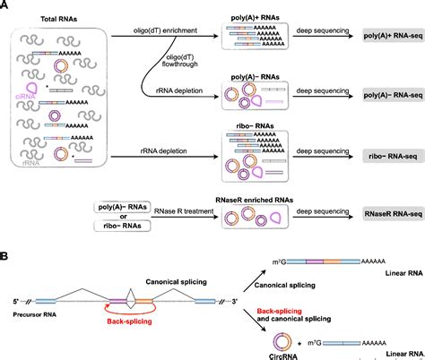 Figure 1 From Circexplorer Pipelines For Circrna Annotation And