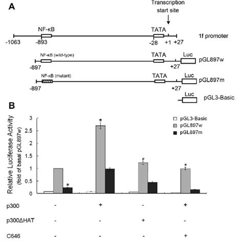 Activities Of Wild Type And Mutant Nnos Promoter Pgl897w And Pgl897m