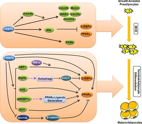 Multiple Roles Of C Ebp During Adipogenesis Besides Its Well Known