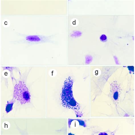 Pdf Morphological Characterization Via Light And Electron Microscopy