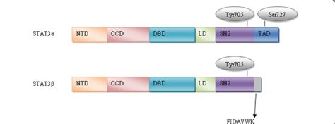 Schematic Overview Of Stat3α And β Isoforms Ntd Nh2 Terminal Domain