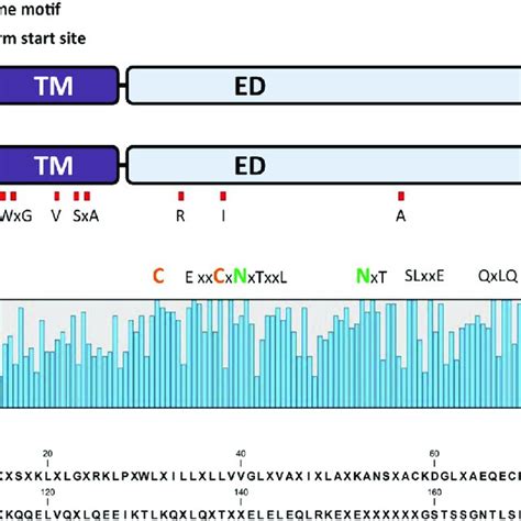 Multiple Sequence Alignment Msa And Protein Domains Of Mammalian