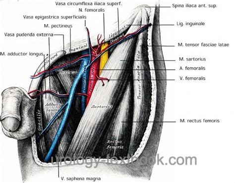 Groin Muscle Anatomy Male Muscle Anatomy Skeletal Muscles Groin