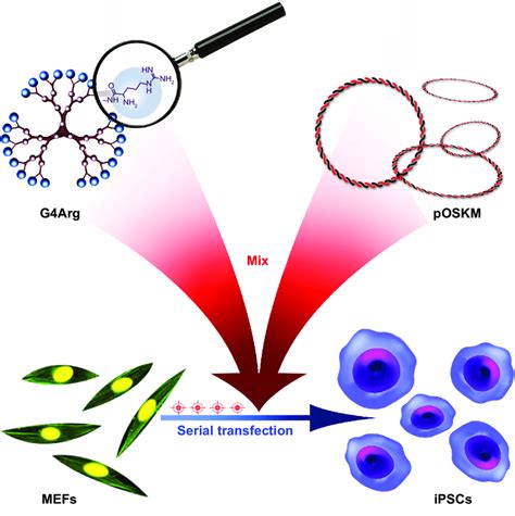 Schematic Representation Of Reprogramming Mefs To Pluripotency Using