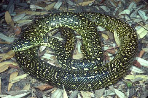 dna fingerprinting for the conservation and management of