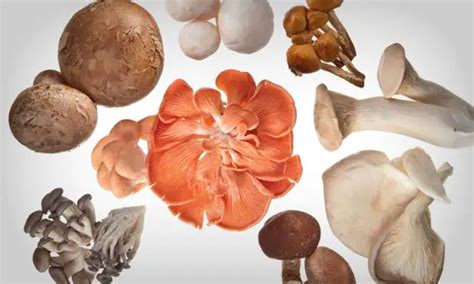 Tudo Sobre O Cogumelo Características Nome Científico E Fotos Mundo