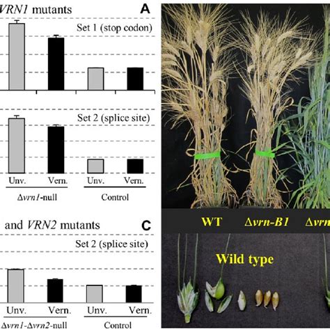 Pdf Wheat Tilling Mutants Show That The Vernalization Gene Vrn1 Down