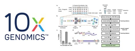 10x Genomics Single Cell 3mrna Seq Explained Enseqlopedia