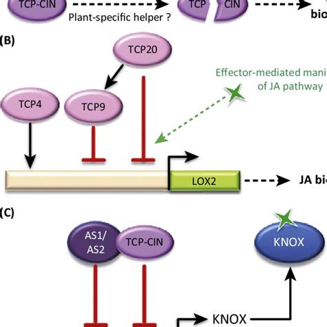 Schematic Representation Of A Model Depicting Effector Mediated