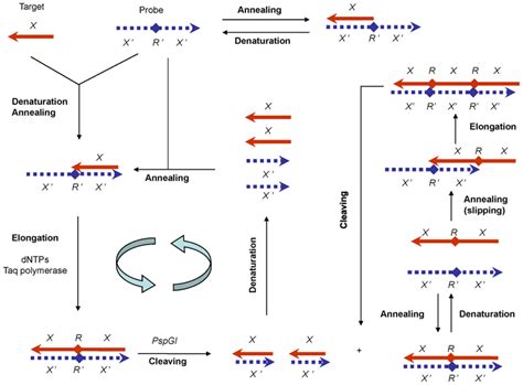 Schematic Description Of Pear Sense And Antisense Strands Are