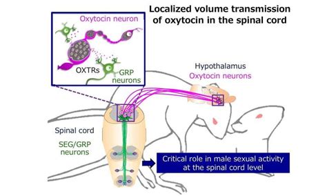 lovestruck by oxytocin novel roles of the hormone in controlling male