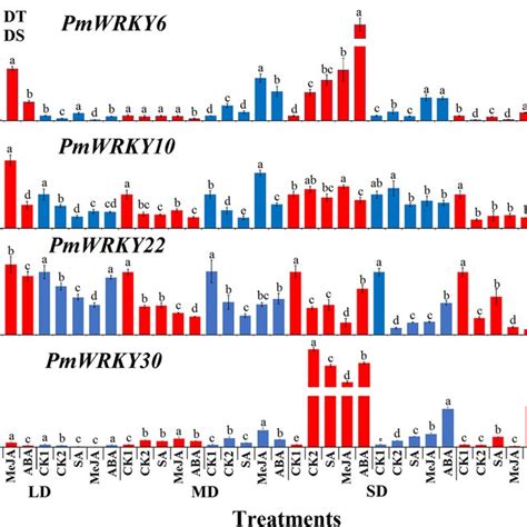 The Expression Patterns Of Pmwrkys In Leaves Of The Drought Tolerant