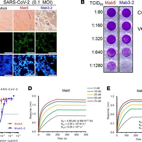 Neutralization Potency And Binding Affinity Of Mabs A The Binding Of