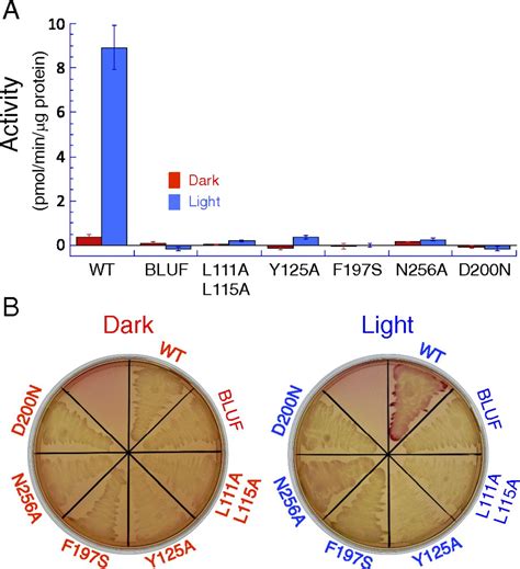 Structural Insight Into Photoactivation Of An Adenylate Cyclase From A