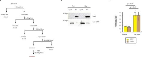 The Presence Of Dancr In Exosome A Schematic Representation Of Exosome