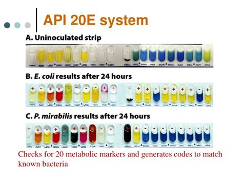 Ppt Clinical Microbiology Powerpoint Presentation Id 2884125