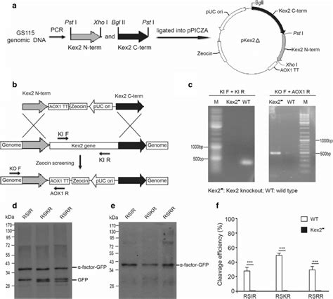 Kex2 Involved In Processing The Furin Cleavage Site In Pichia Pastoris