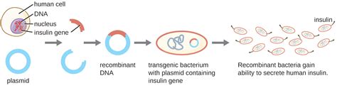 10 1 Microbes And The Tools Of Genetic Engineering Biology Libretexts