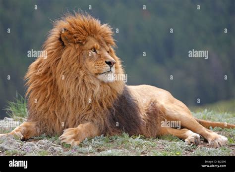 De Leon Fotografías E Imágenes De Alta Resolución Alamy