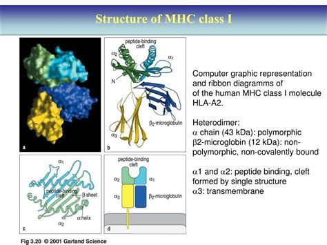 Ppt The Mhc Complex Genetics Function And Disease Association